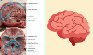 Dural Venous Sinuses of Brain | World Health Support 24/7