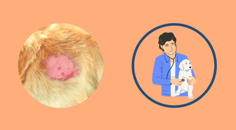 Staph Skin Infection in Dogs | Best 3 Antibiotics | Pet Care