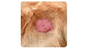 Staph Skin Infection in Dogs | Best 3 Antibiotics | Pet Care