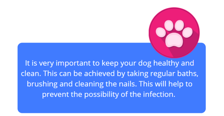 Staph Skin Infection in Dogs | Best 3 Antibiotics | Pet Care