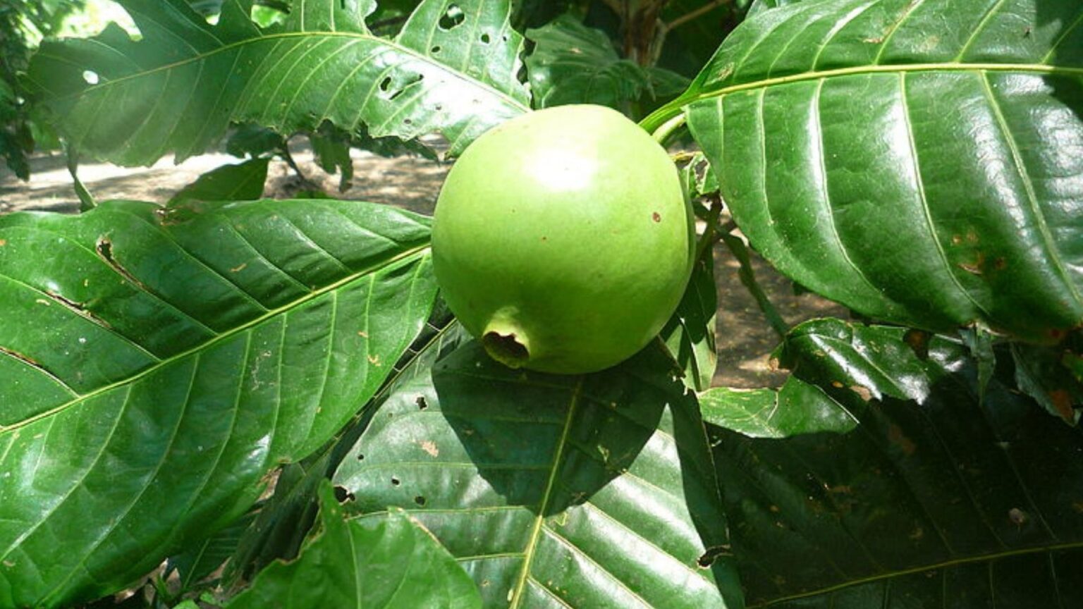 Borojo Fruit Benefits | Is There Any Side effects?