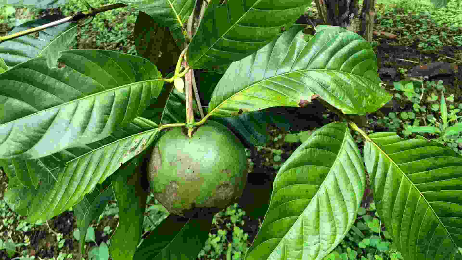 Borojo Fruit Benefits | Is There Any Side effects?