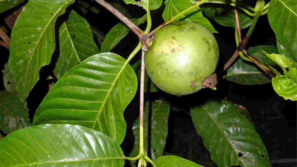 Borojo Fruit Benefits | Is There Any Side effects?